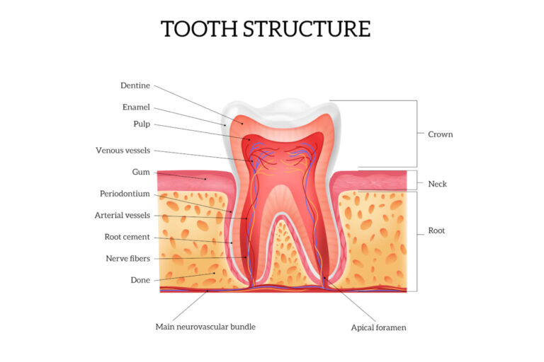 Anatomi dan Fungsi Gigi-Geligi Berdasarkan Jenisnya